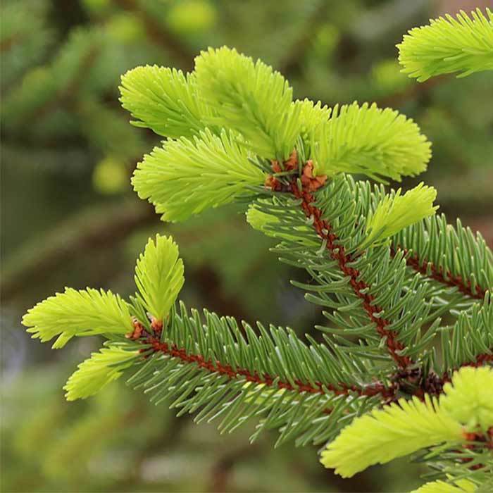 Up Your Dinner Party Game With French After Dinner Drinks. Oh La La!