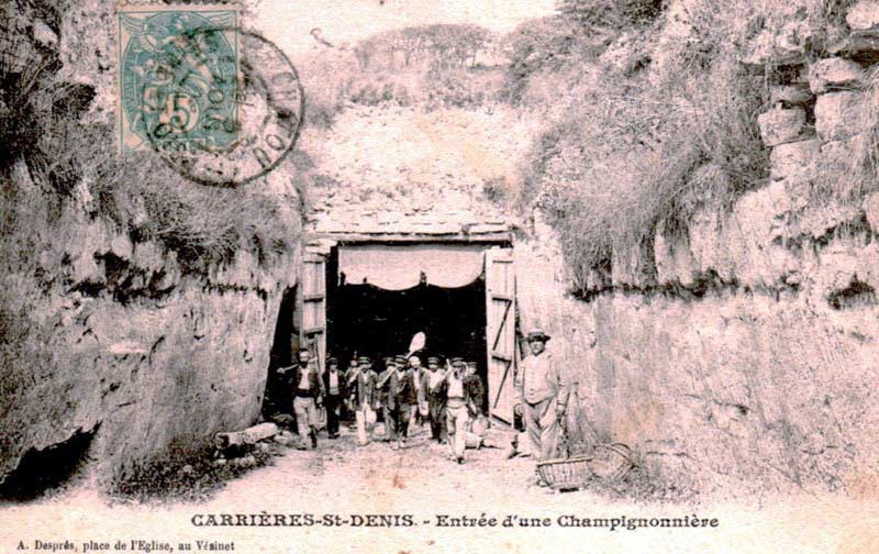 Paris mushrooms forgotten catacomb origins of white button mushroom