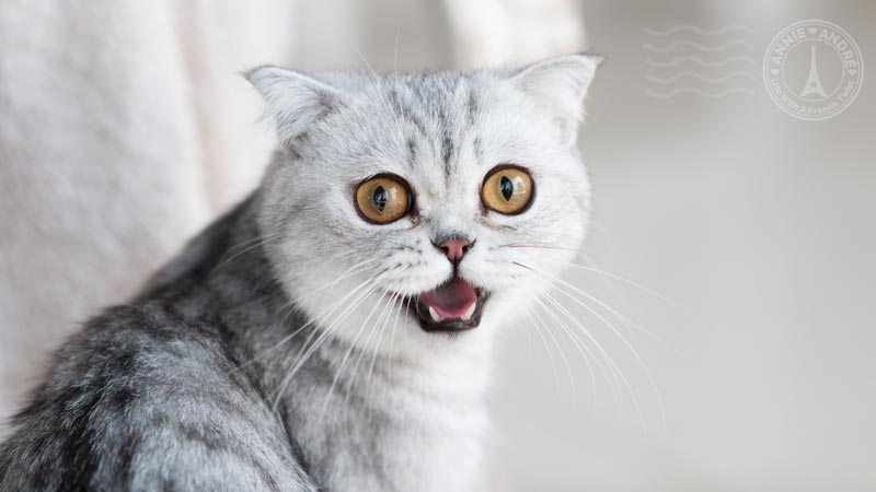 300 Super cute French cat names By Personality, Interest