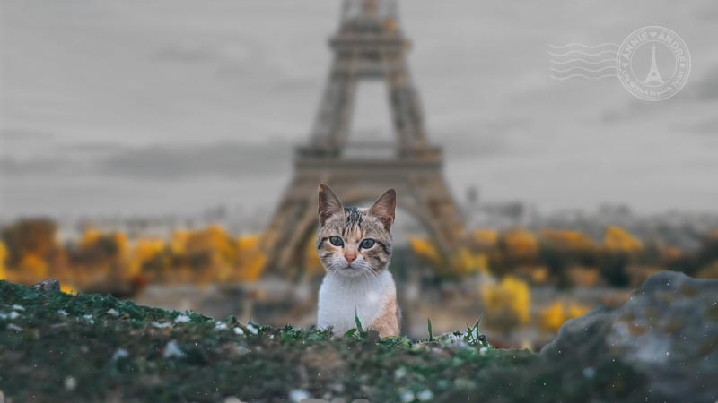 300 Super cute French cat names By Personality, Interest