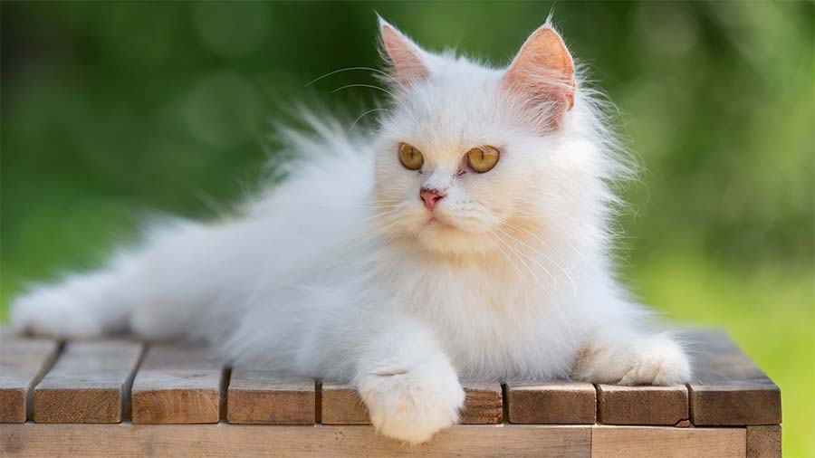 300 Super cute French cat names By Personality, Interest