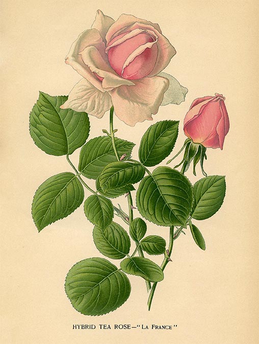 Popular flowers in France: Their French flower names & meanings