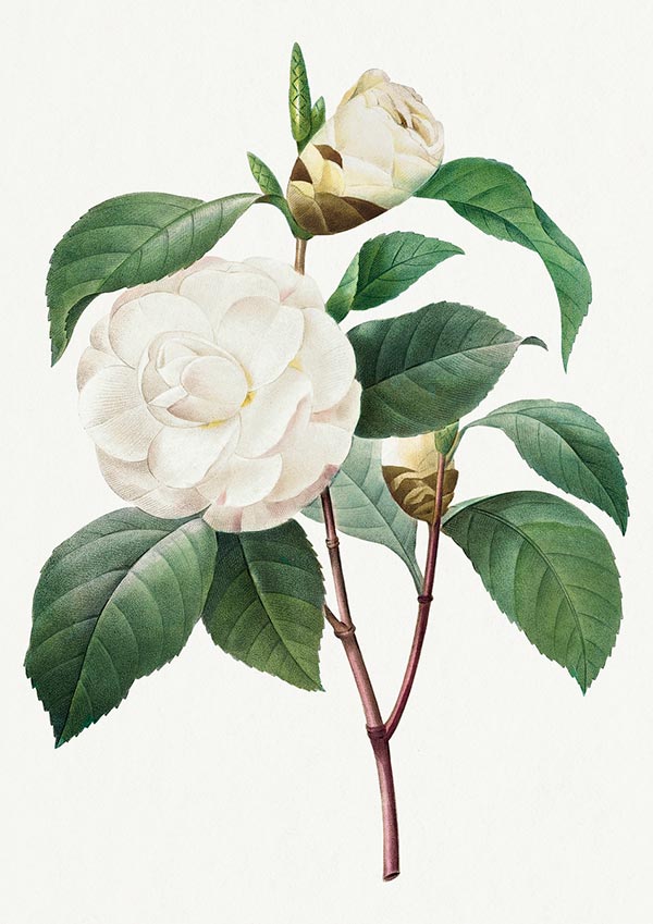 Popular flowers in France + their French flower names & meanings