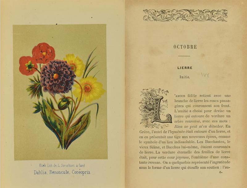 What is Floriography? The forgotten history of the Language of flowers