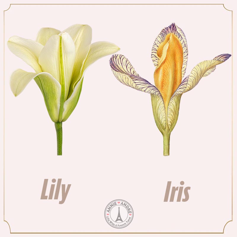 Fleur-de-lis: The National flower of France isn't what you think it