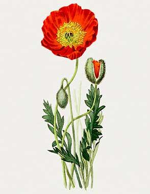 Popular flowers in France: Their French flower names & meanings