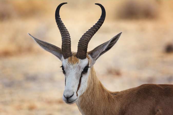 50 common French words you thought were French with Arabic origins