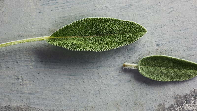 French herbs, spices & seasonings used in French cuisine